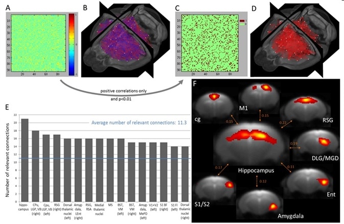 Neuro Mouse Brain Map - Pioneering Minds
