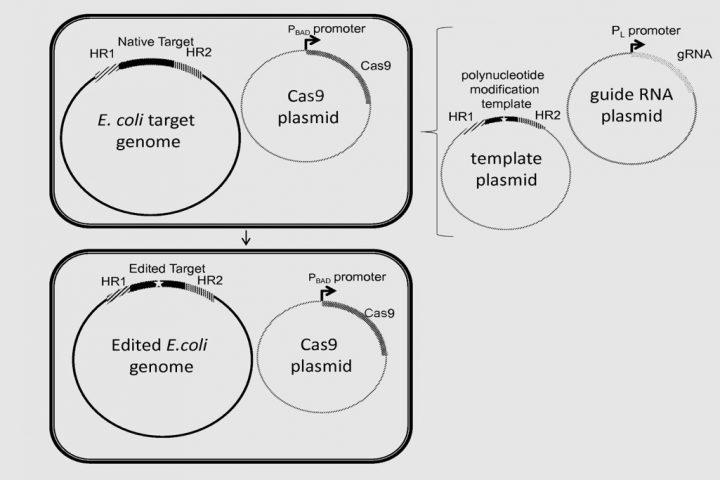 Compositions And Methods For Efficient Gene Editing In E. Coli Using Guide RNA/Cas Endonuclease ...